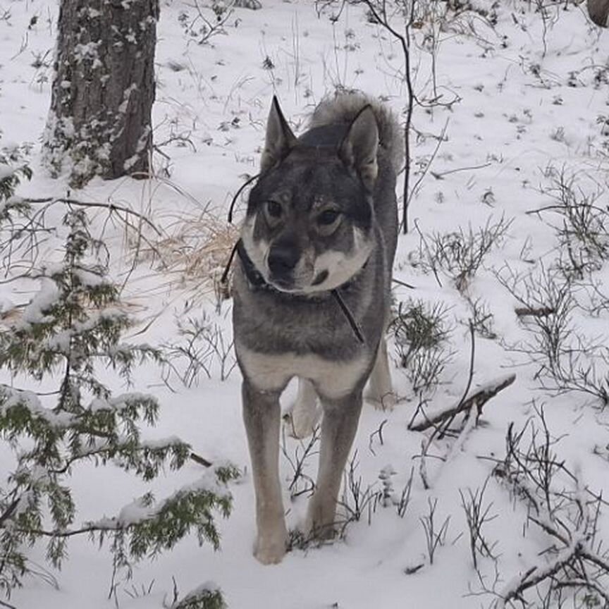 Шведская лосинная лайка, Ямтхунд