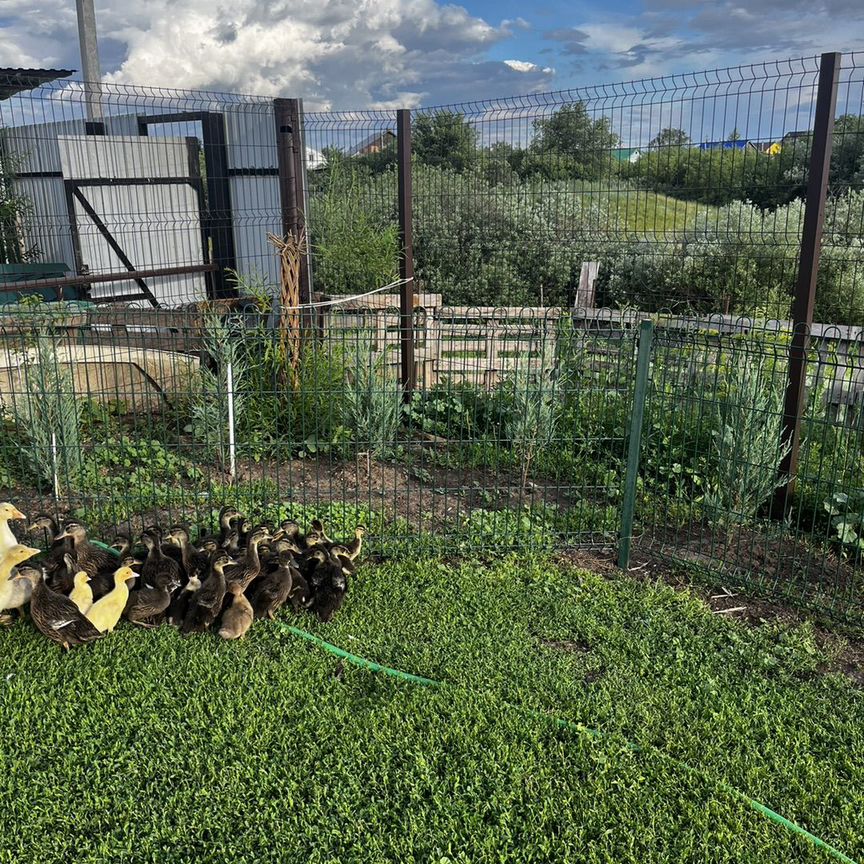 Утята дикой утки подрощенные