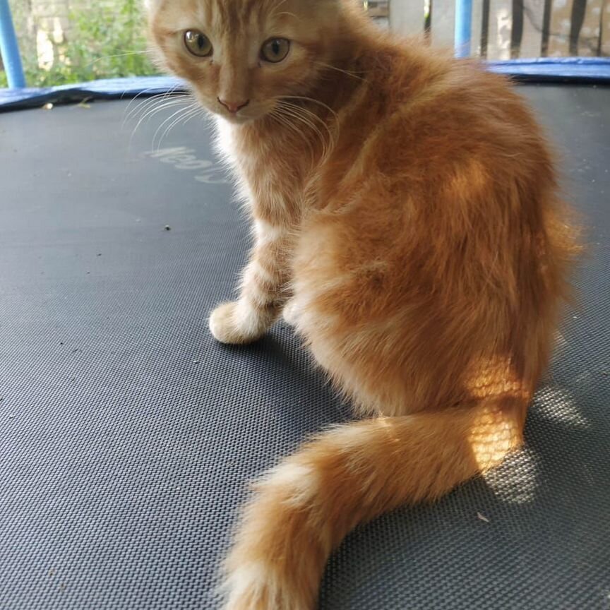 Коты 3 месяца