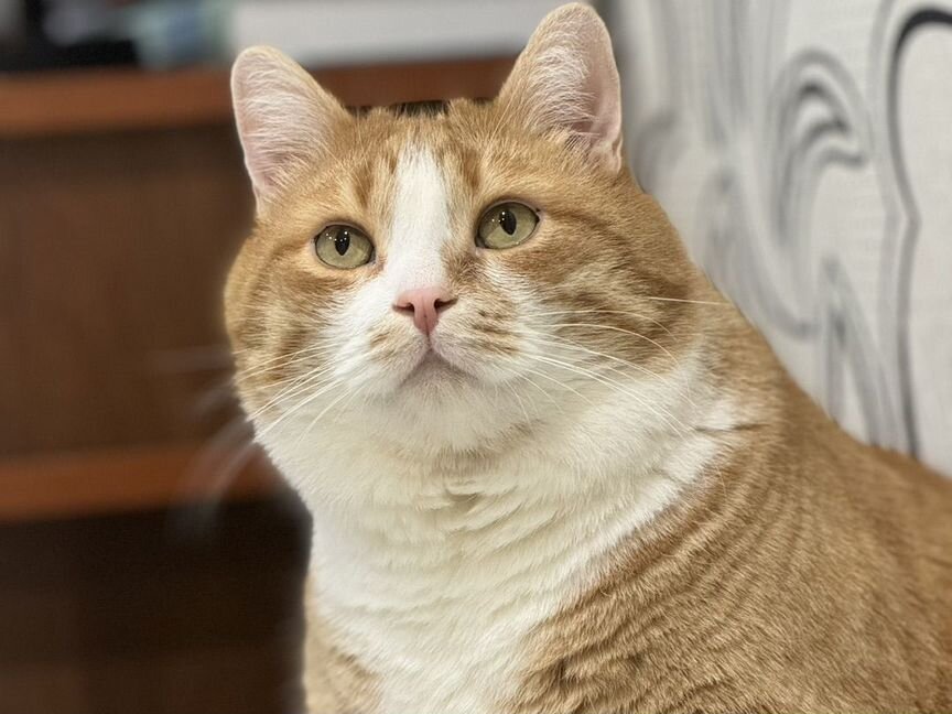 Отдам кота в добрые руки