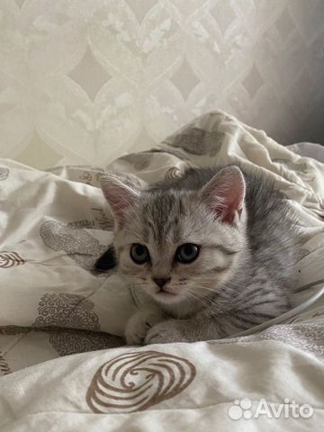 Котята на продажу