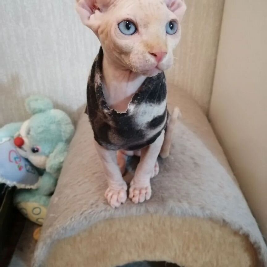 Канадский сфинкс котёнок