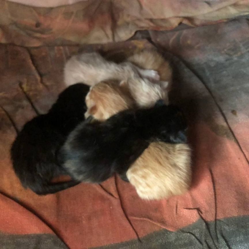 Котята от красивой кошки
