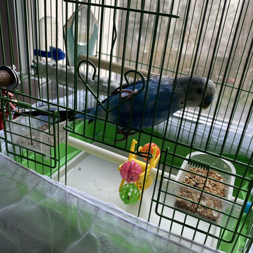 Волнистый попугай с клеткой