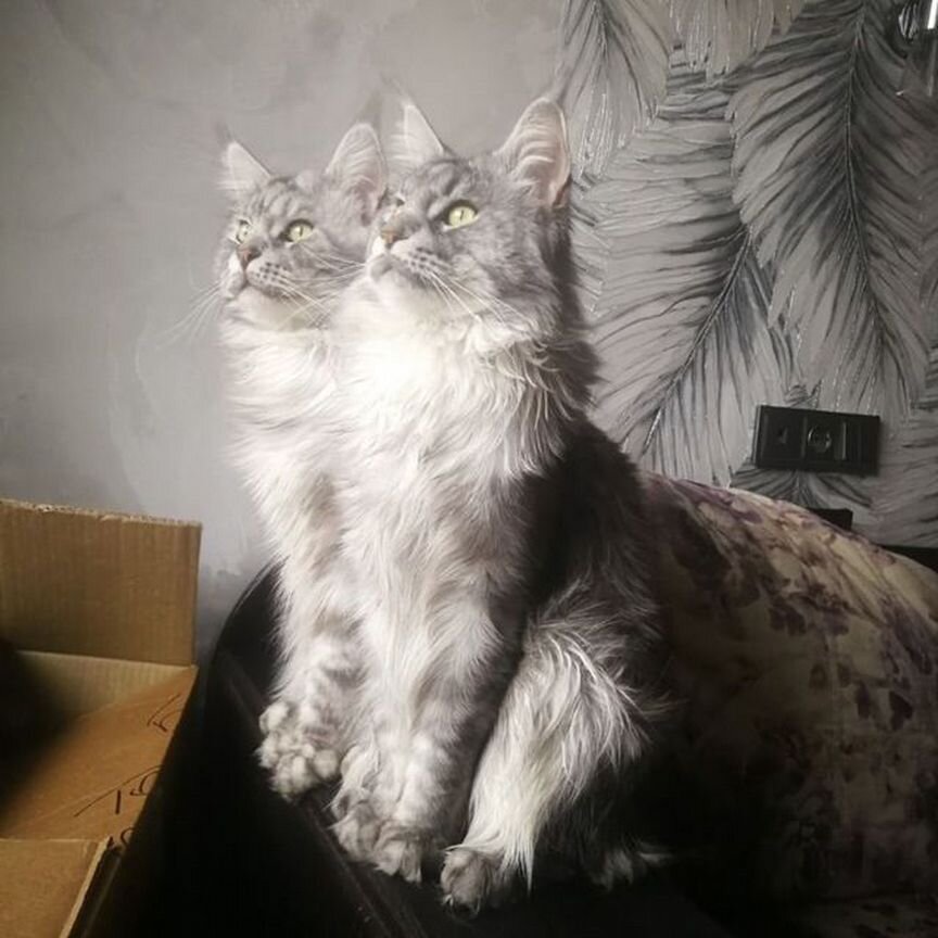 Клубный чистокровный Мейн-кун в разведение