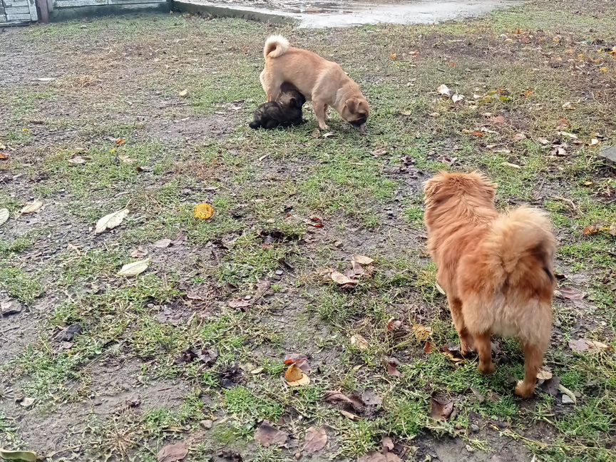 Мопс +йорчик