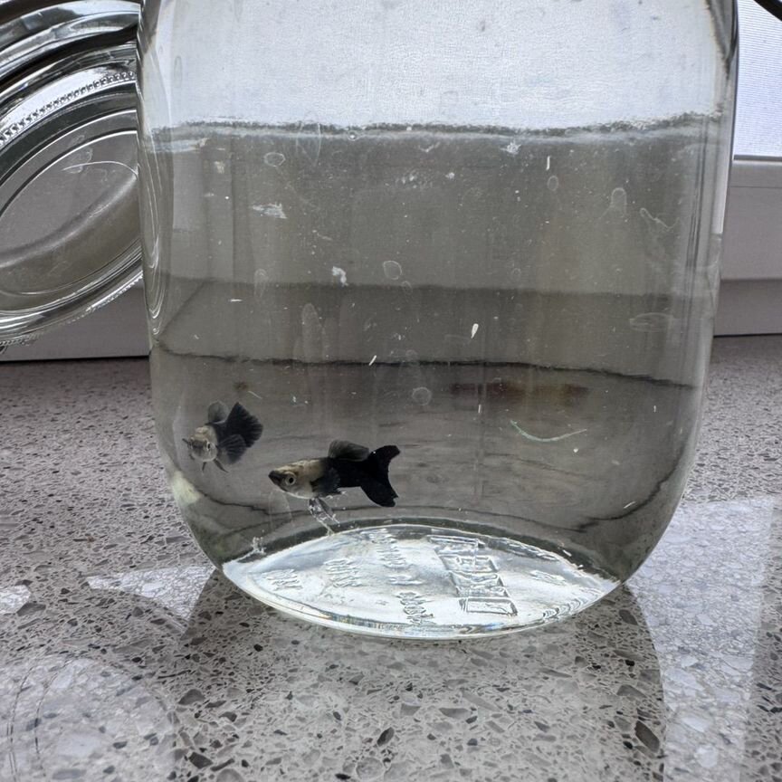 Гуппи панда