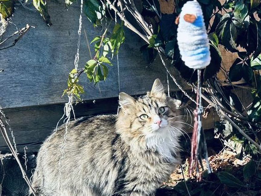 Кот в добрые руки бесплатно