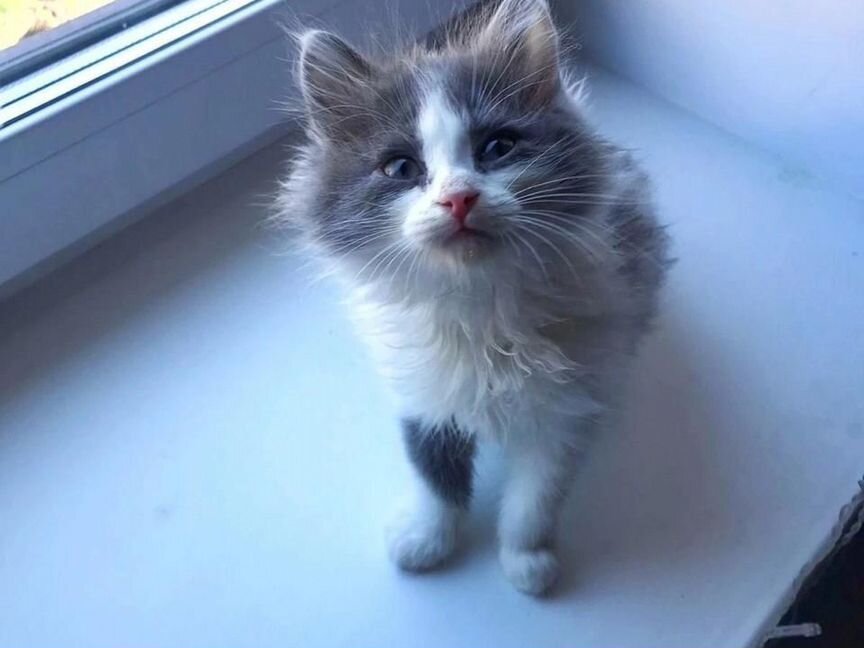 Сева