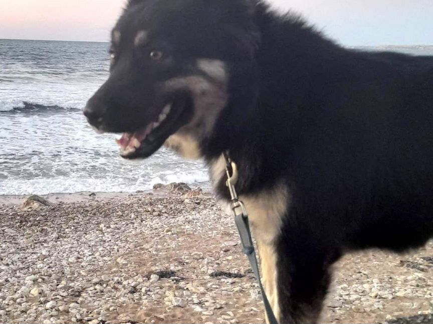 Нужен дом Бусинке