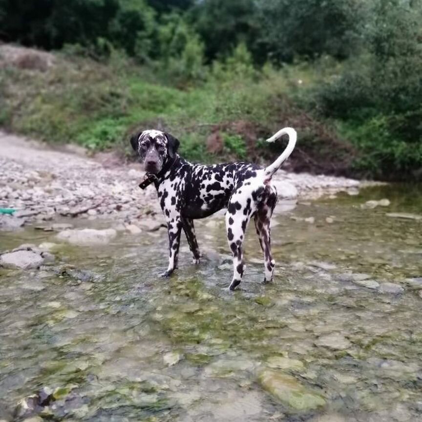 Вязка. Далматин