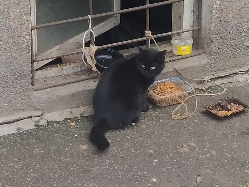 Черная кошечка