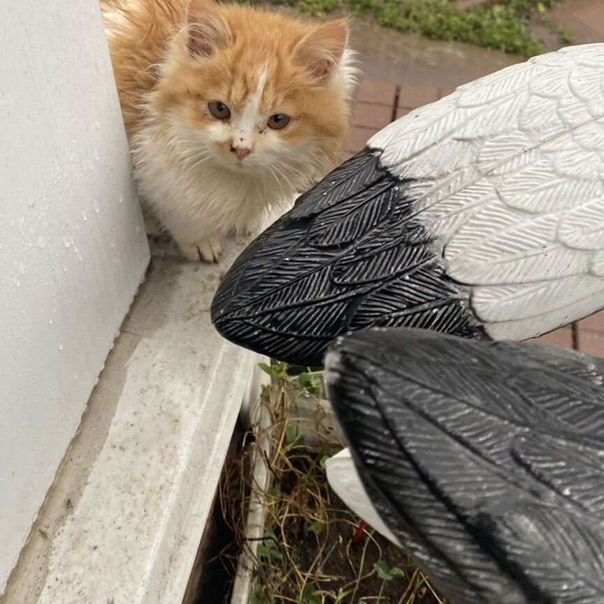 Котёнок в добрые руки