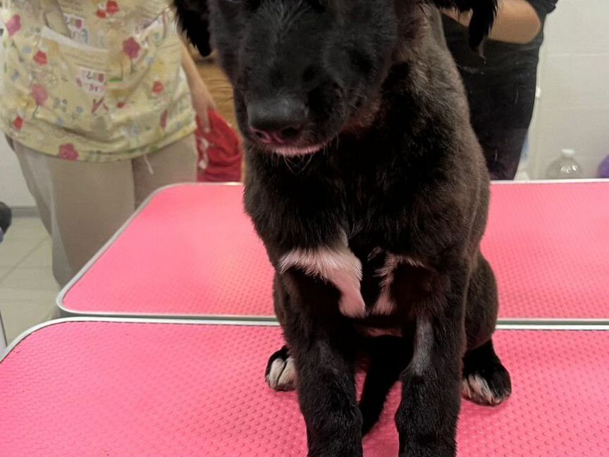 Малышка пережила человеческую жестокость