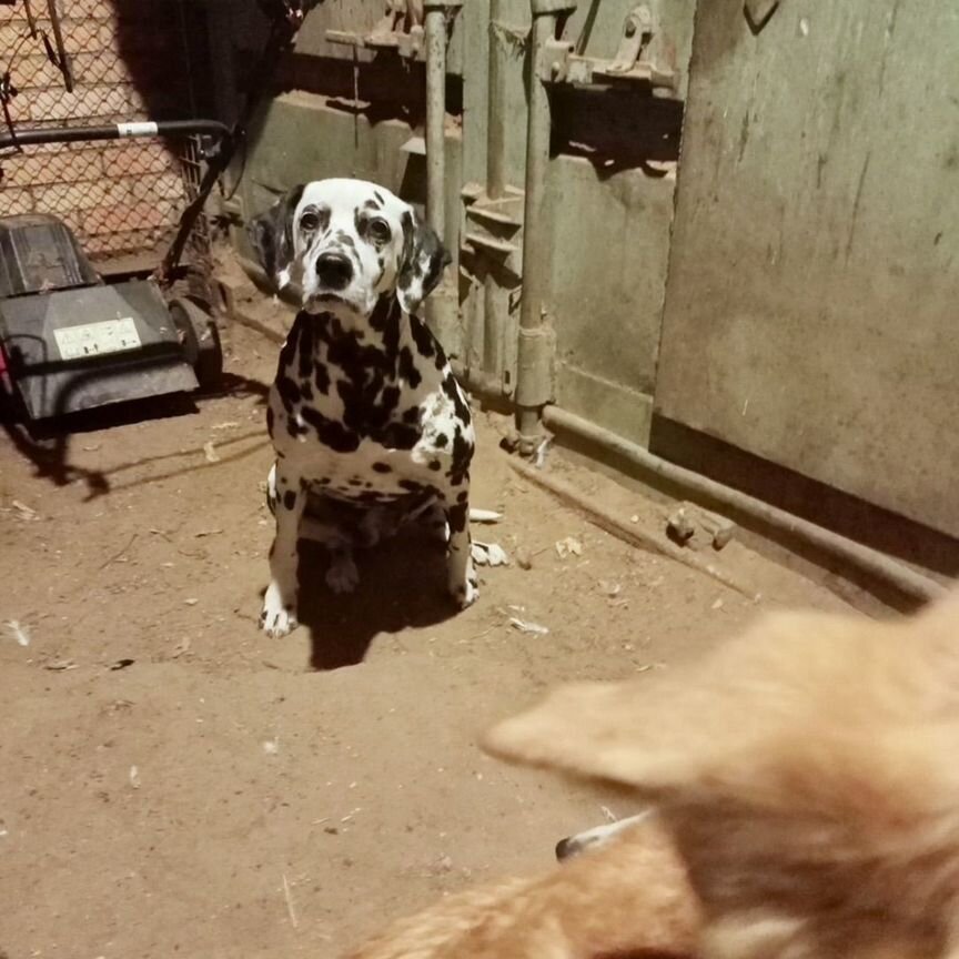 Долматинец в добрые руки девочка