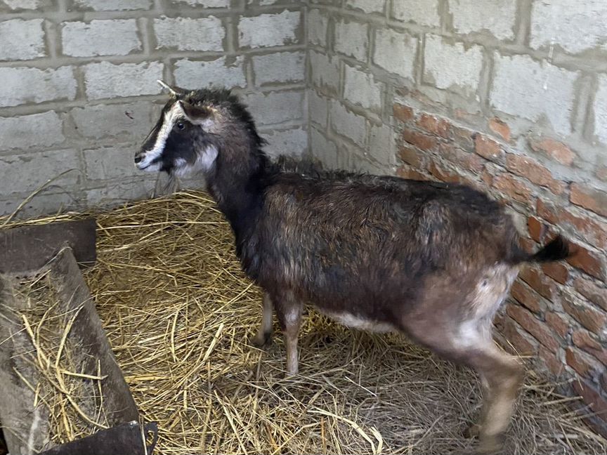 Козы котные