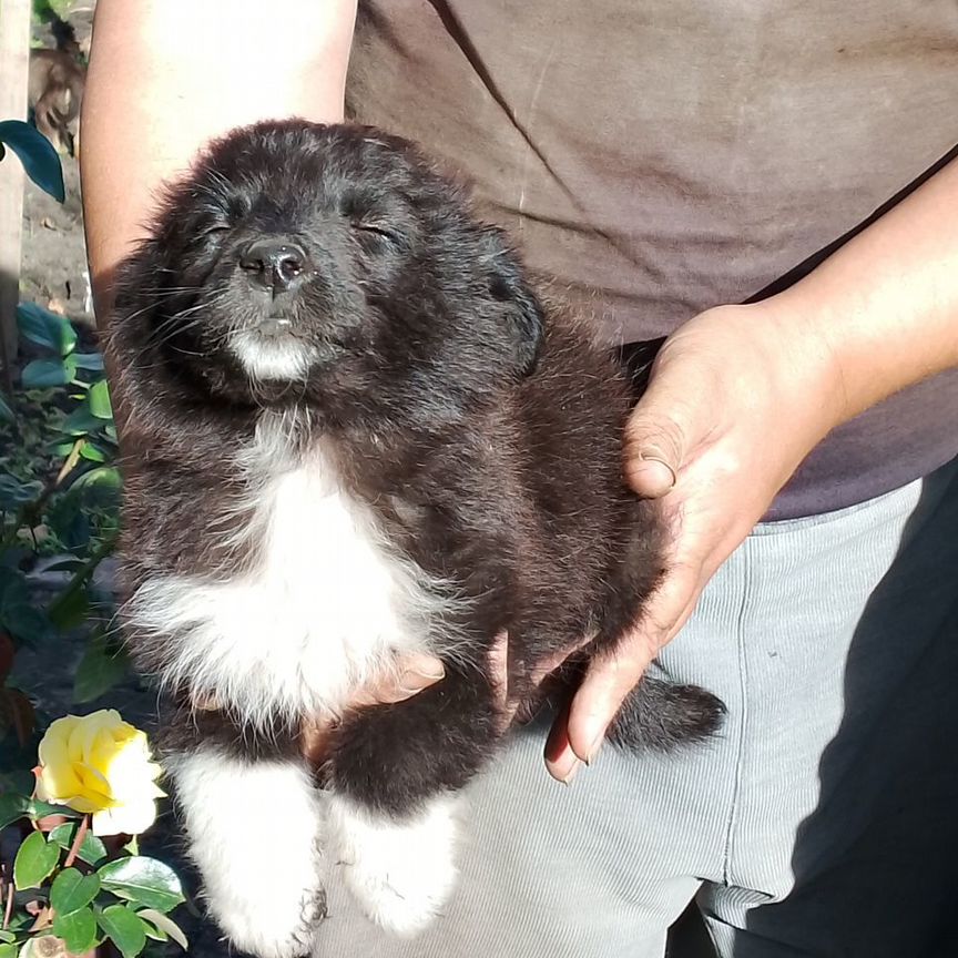 Отдадим в добрые руки щенков Дворянской породы