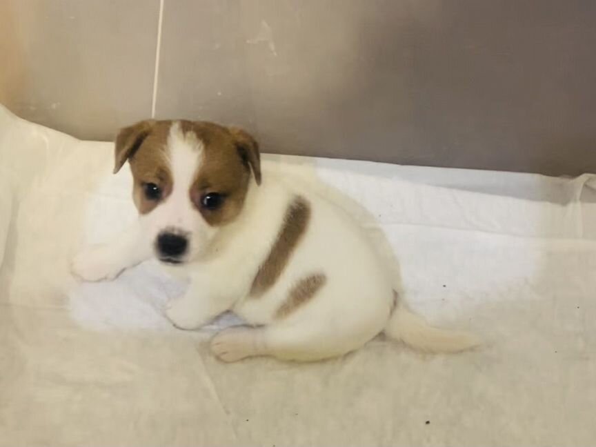 Щенки джек рассел терьер