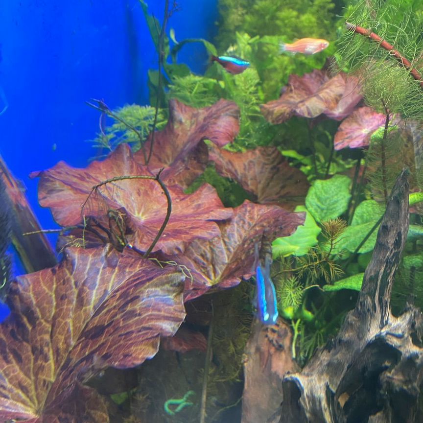 Аквариумные растения