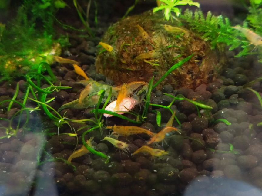 Креветки green jade выбраковка