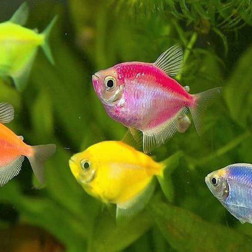 Аквариумные рыбки