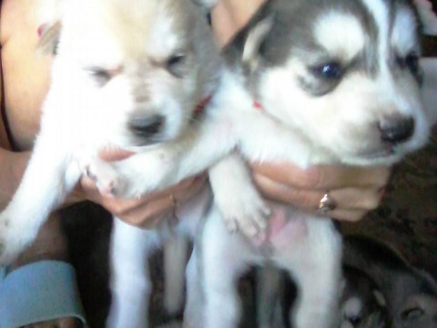 Сибирский хаски