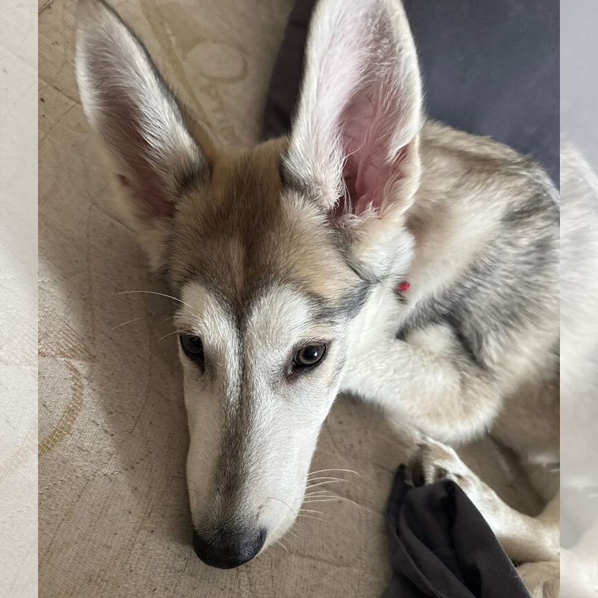 Аляскинский маламут, щенок