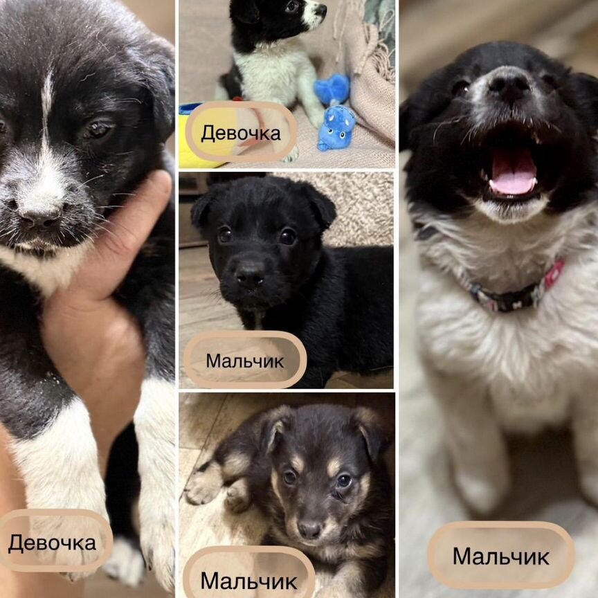 Щенок в добрые руки