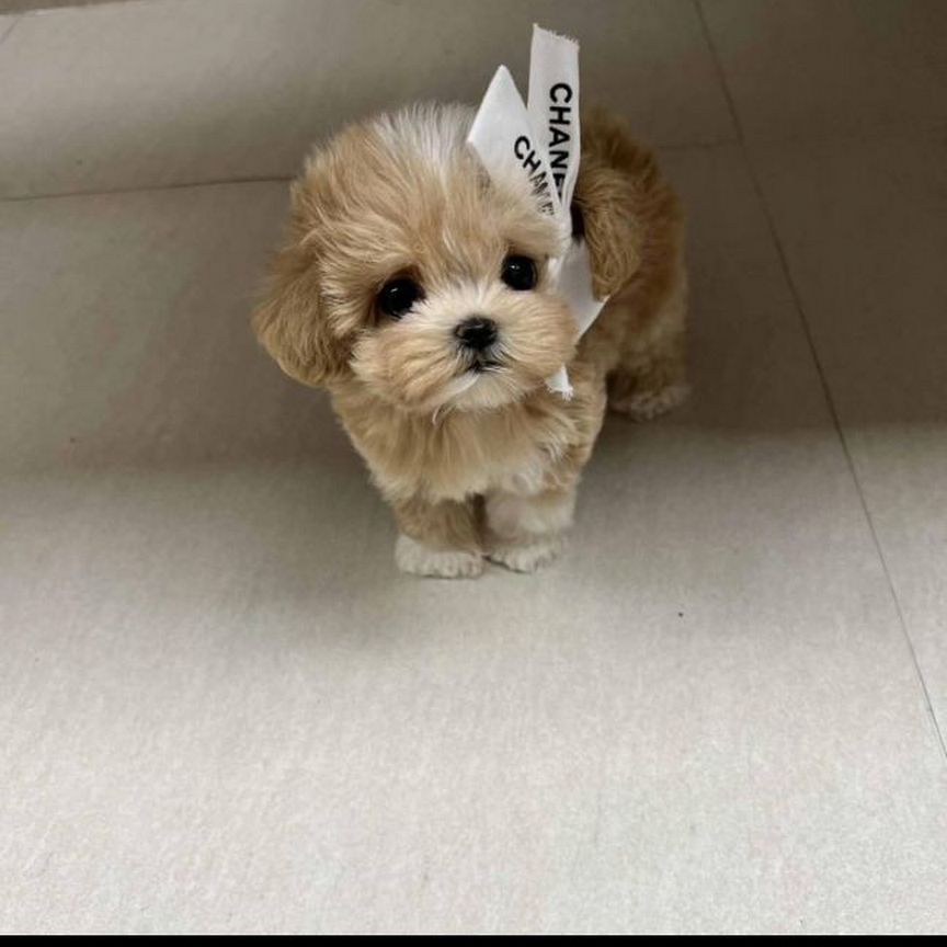 Мальтипушки