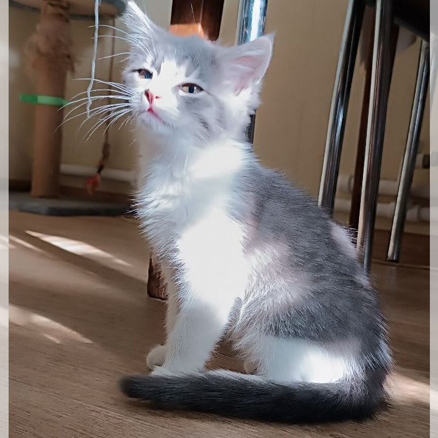 Котенок