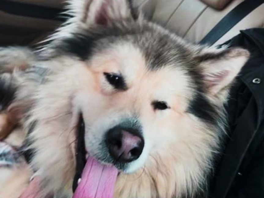 Аляскинский маламут в добрые руки