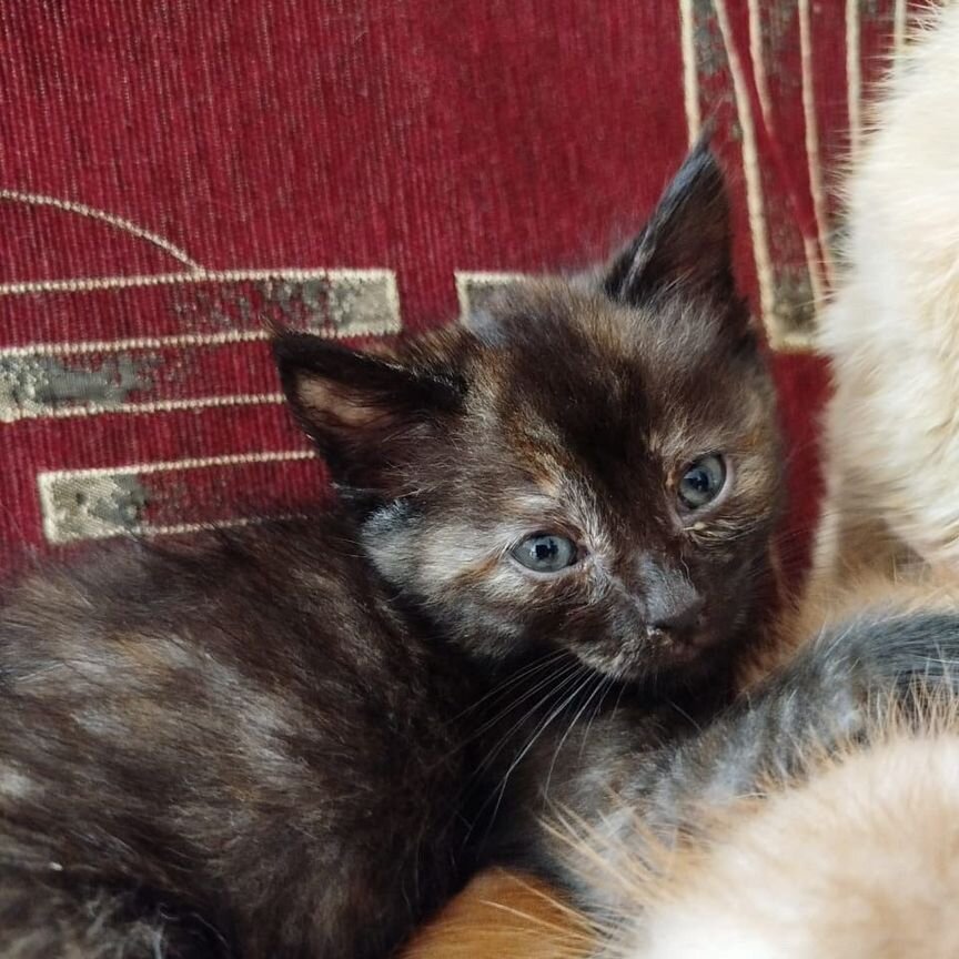 Кошечки 1,5 месяца