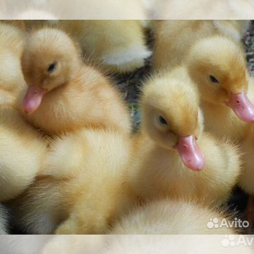 Бройлерные утки