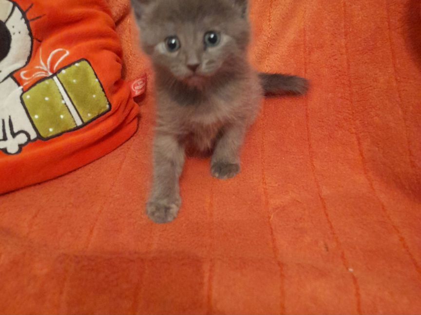 Котята,мальчик и девочка. Отдаем бесплатно
