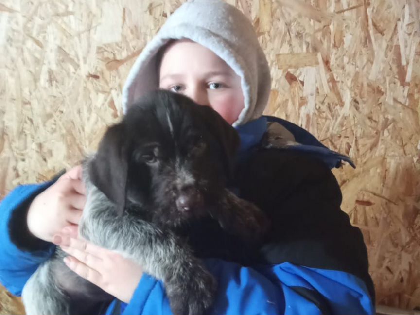 Продажа Щенка Дратхаар