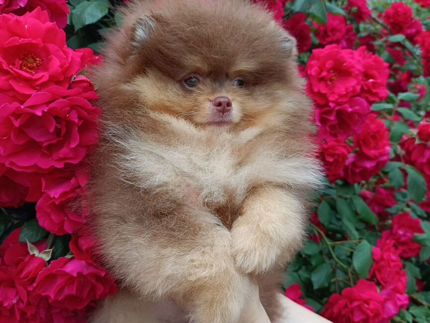 Шпиц