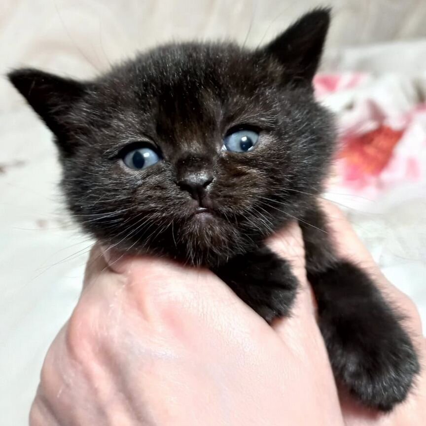 Шотландский прямоухий длинношёрстный котёнок