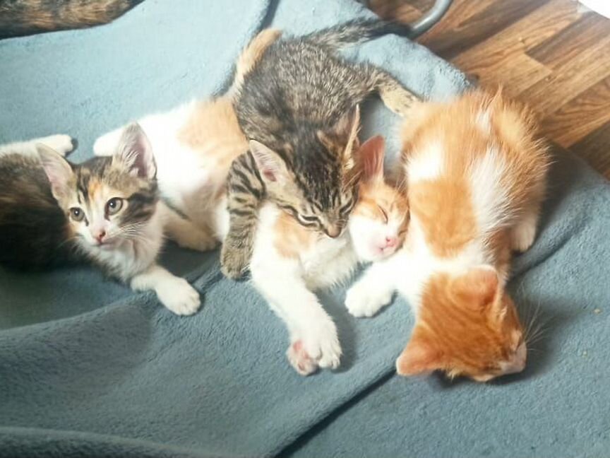 Котята в добрые руки бесплатно
