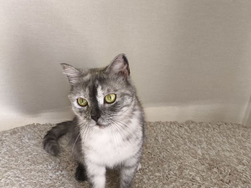 Изумительная кошка