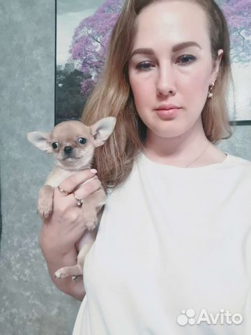 Чихуахуа девочка