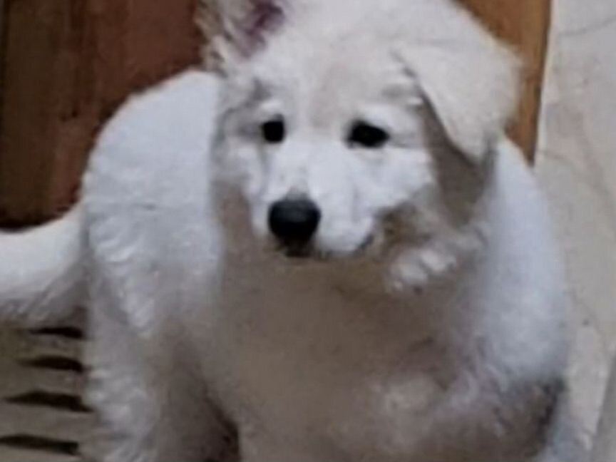 Швейцарская овчарка