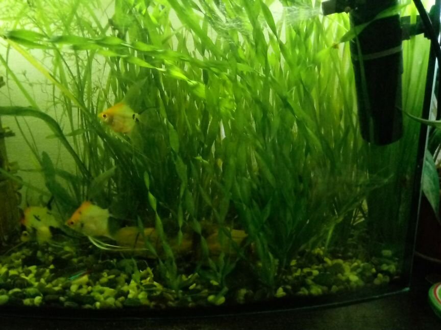 Аквариумное растение