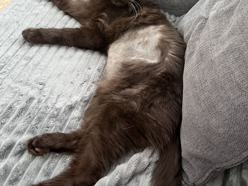 Кошка