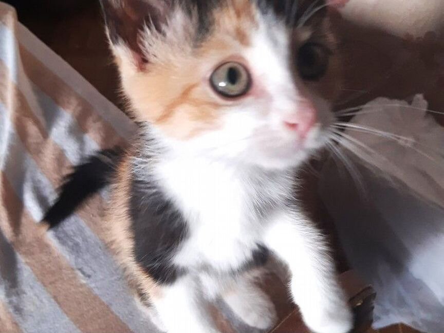 Ласковой трёхцветной кисоньке нужен дом