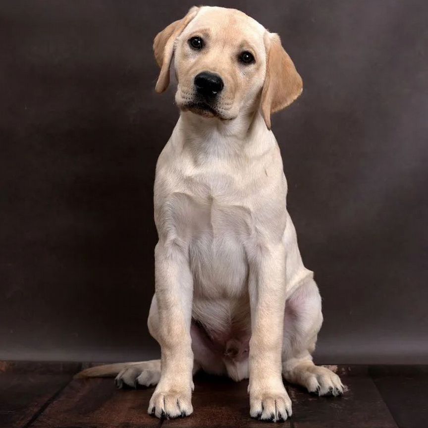 Лабрадор-ретривер, щенок