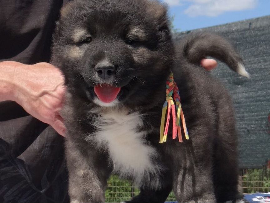 Кавказская овчарка. Щенки