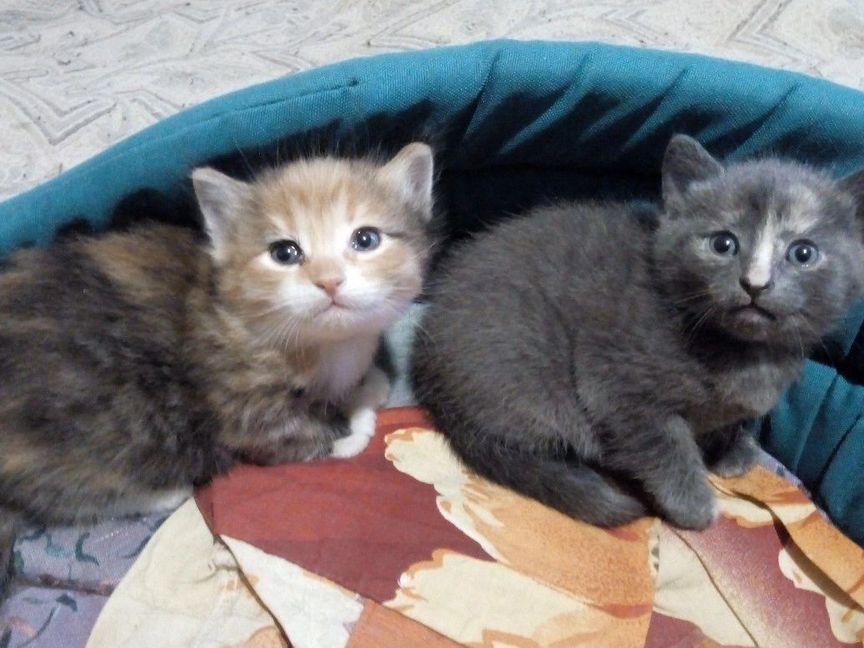 Котята от бомбейской кошки крысолова