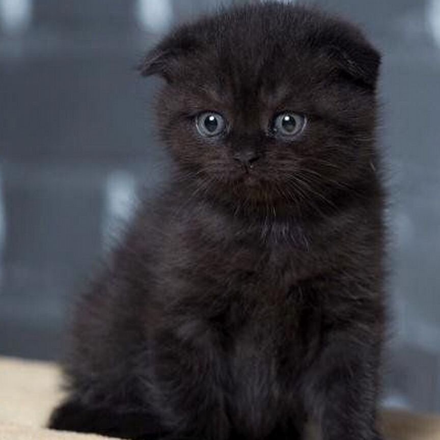 Шотландский вислоухий короткошёрстный котёнок