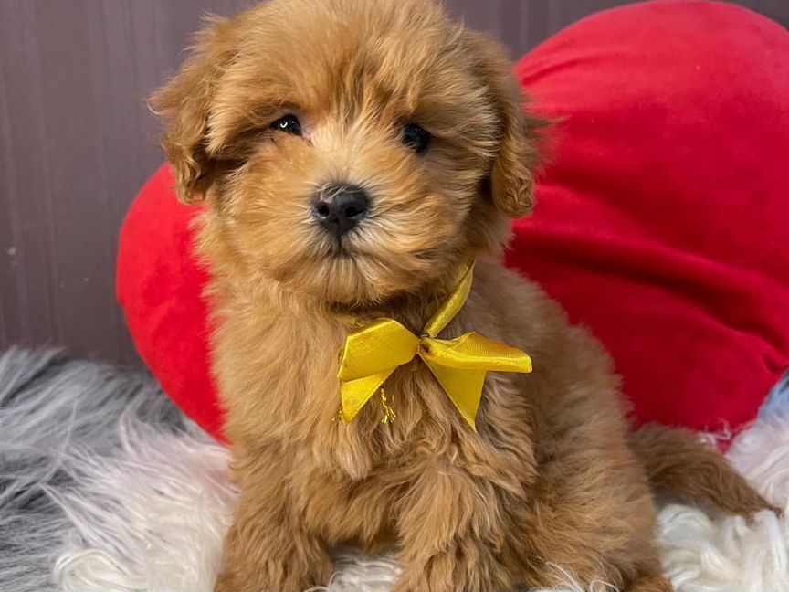 Мальтипу девочка