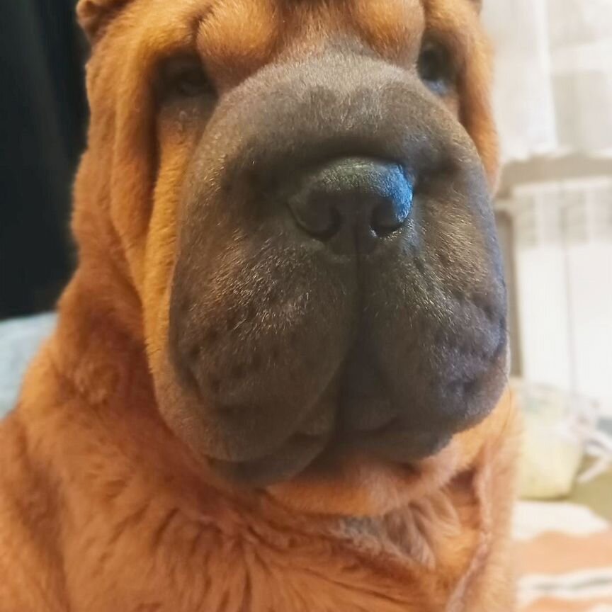 Шарпей девочка